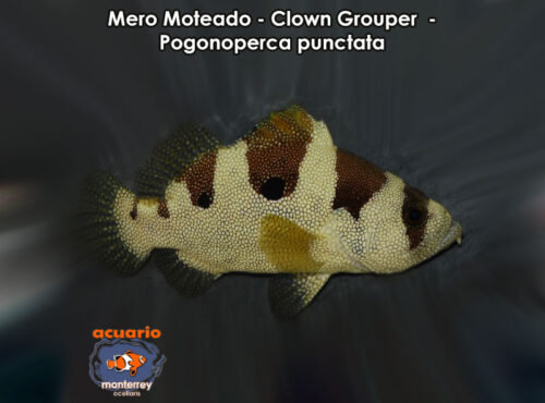 Mero Moteado – Clown Grouper – Pogonoperca punctata | Acuario Monterrey ...
