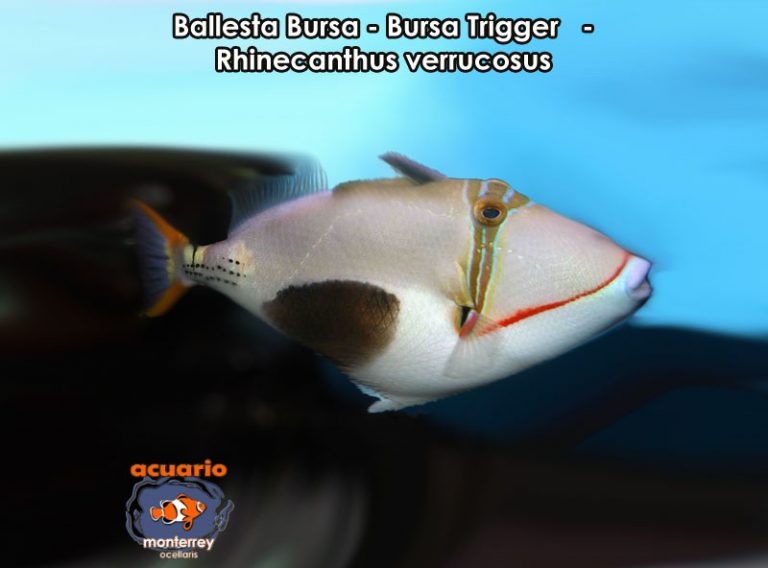 Ballesta Bursa – Bursa Trigger – Rhinecanthus verrucosus | Acuario Monterrey | AcuarioMty ...