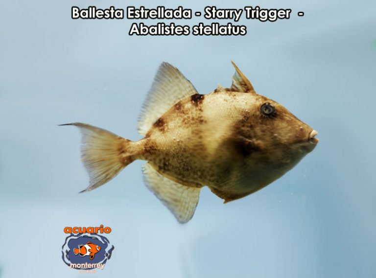 Ballesta Estrellada – Starry Trigger – Abalistes stellatus | Acuario ...