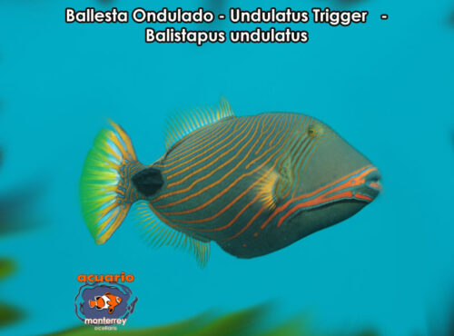 Ballesta Ondulado – Undulatus Trigger – Balistapus undulatus | Acuario Monterrey | AcuarioMty ...