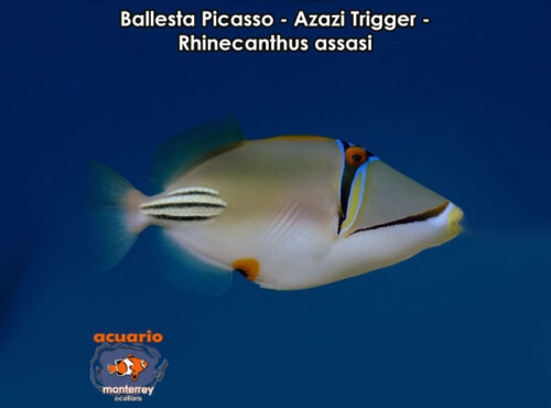 Ballesta Picasso – Azazi Trigger – Rhinecanthus assasi – Acuario ...