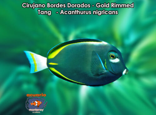 Cirujano Bordes Dorados – Gold Rimmed Tang – Acanthurus nigricans ...