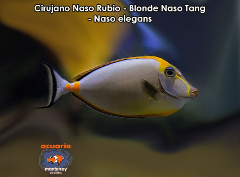 Cirujano Naso Rubio – Blonde Naso Tang – Naso elegans | Acuario ...