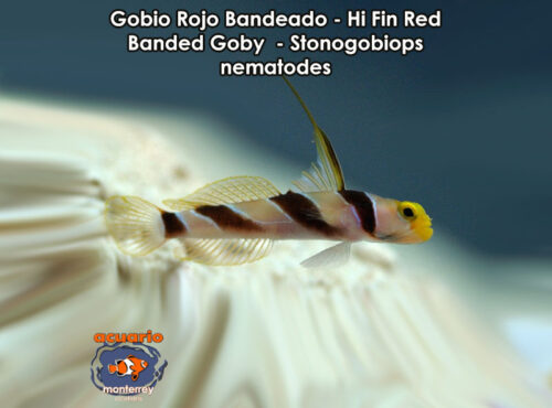 Gobio Rojo Bandeado – Hi Fin Red Banded Goby – Stonogobiops nematodes ...