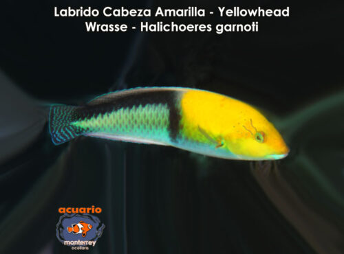 Labrido Cabeza Amarilla – Yellowhead Wrasse – Halichoeres garnoti ...