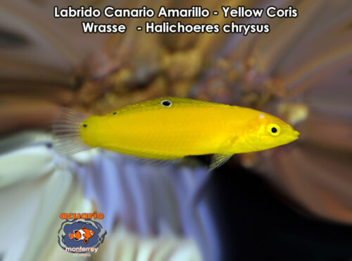 Labrido Canario Amarillo – Yellow Coris Wrasse – Halichoeres chrysus ...
