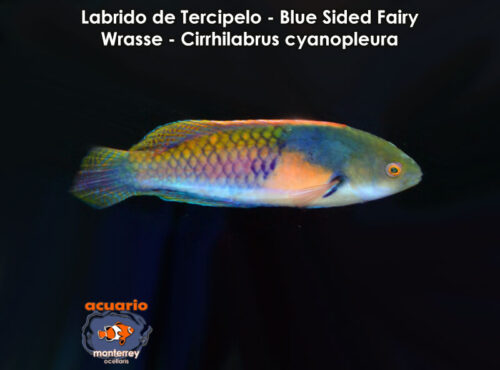 Labrido de Tercipelo – Blue Sided Fairy Wrasse – Cirrhilabrus ...